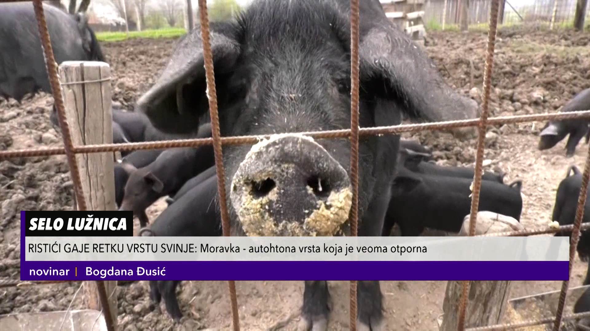 ZNATE LI ZA AUTOHTONU SRPSKU SVINJU? Moravka ima kvalitetno meso ...