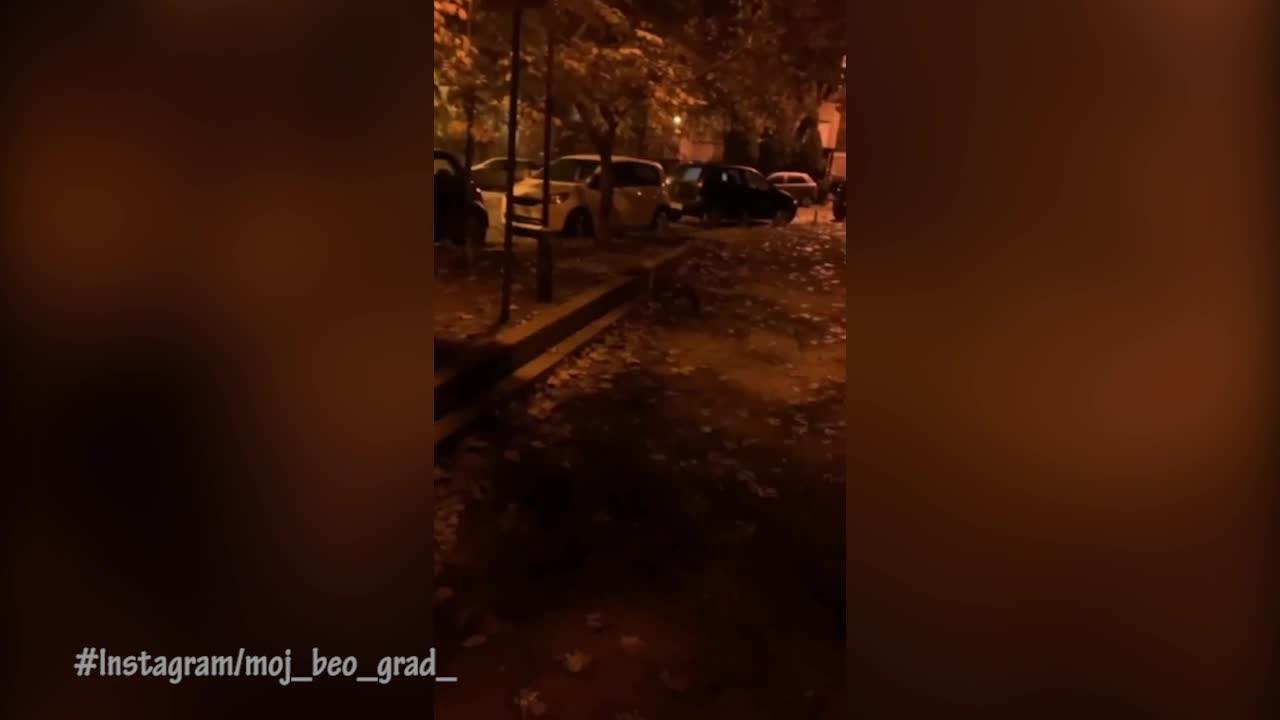 LISICA KRENULA U ŠOPING: Zverka snimljena kod super marketa na Voždovcu ...