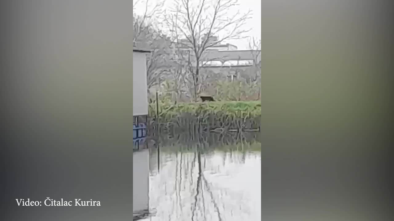 PANTER LI JE, MAČKA LI JE? Čitalac zbunjen, šta je ovo na snimku, ko se ...