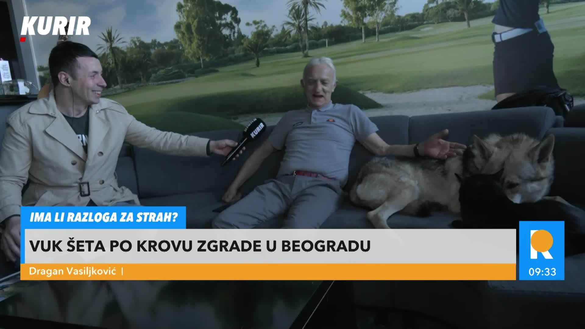 OVO JE VUK KOJI JE PLAŠIO LJUDE I ŠETAO PO ZGRADAMA BEOGRADA! Zove se ...