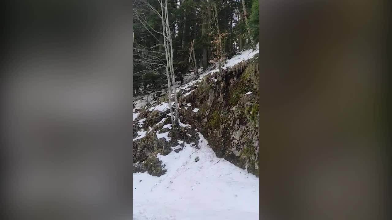 Snimljen medved na Mitrovcu | Adriamedia TV