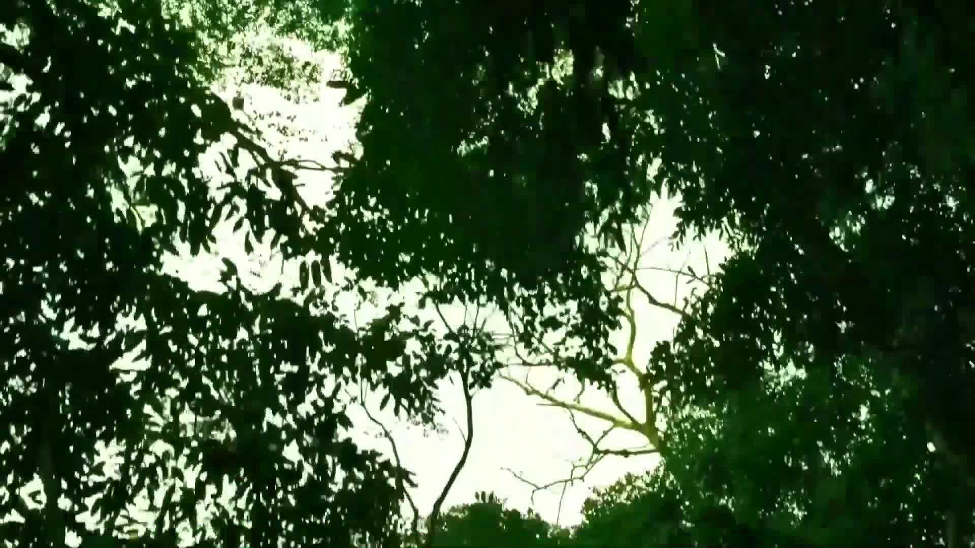 Zeleni razvoj Hainana | Adriamedia TV